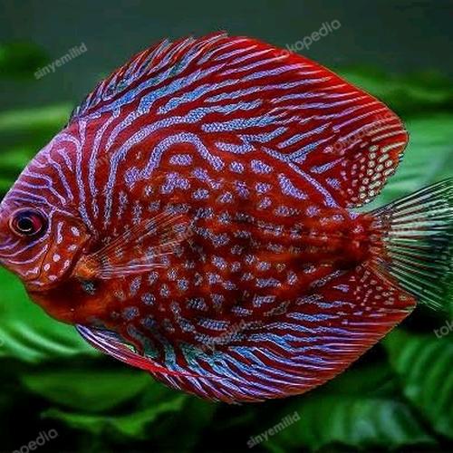 Jual ikan discus purple angel mozaik 1inch - betina, 1cm - Kab. Bogor ...