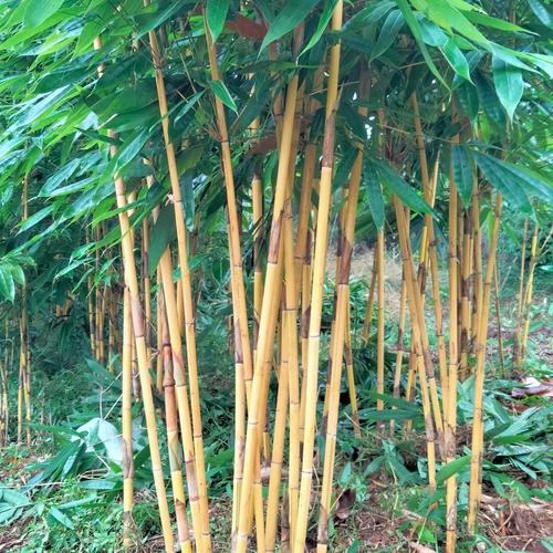 Jual tanaman hias bambu kuning panda/bambu kuning Bali.tinggi 80 cm ...