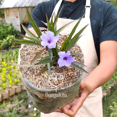 Jual TANAMAN HIAS BUNGA RUELLIA MINI UNGU - Kab. Bandung Barat ...