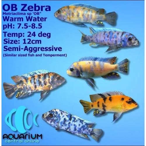 Jual (6 cm an) Metriaclima Sp. OB aka OB Mbuna Cichlid - Kota Bekasi ...