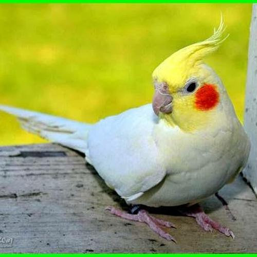 Jual FALK AUSTRALIA LUTINO /SATUAN - Jakarta Selatan - Rumah Burung NF ...