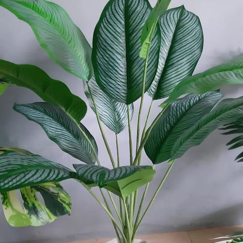 Jual tanaman kalatea artificial,artificial plant - tanaman+pot - Kab ...