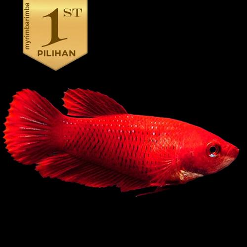 Jual Cupang Full Red Betina Plakat Ikan Hias Aquascape Hiasan Aquarium ...