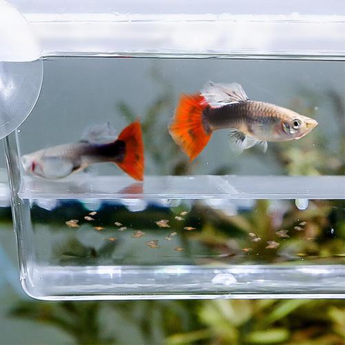 Promo ORIGINAL Kotak Pemisah Karantina Ikan Cupang Guppy Molly Breeding ...