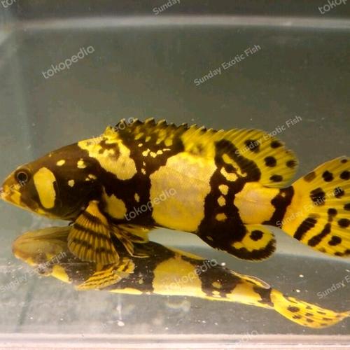 Jual Bumblebee Grouper / Kerapu Emas - 15-17cm - Jakarta Selatan ...