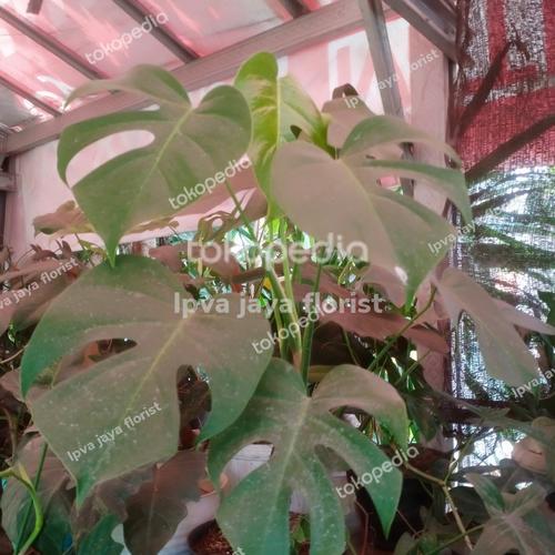 Jual monstera deliciosa tanaman hias jumbo free pot tawon putih - Kota ...