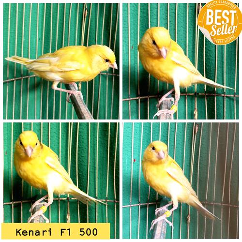 Jual Burung kenari F1 ys bahan jantan - Jakarta Barat - Zaini Canary ...