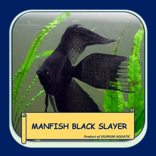 Jual IKAN HIAS AIR TAWAR - ANGELFISH/ MANFISH BLACK SLAYER - M (±4cm ...