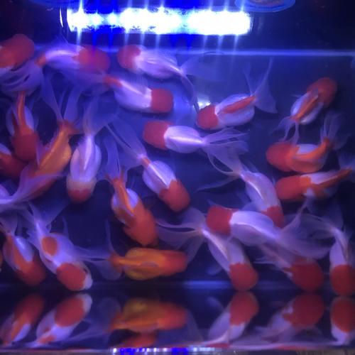 Jual Ikan Mas Koki Oranda Red Cap Red White RW Medium - L REDWHITE ...