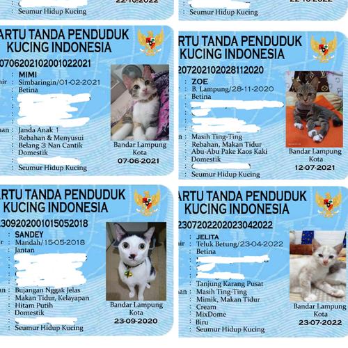 Jual KTP Kucing/Kartu Tanda Pengenal Hewan - Kota Bandar Lampung ...