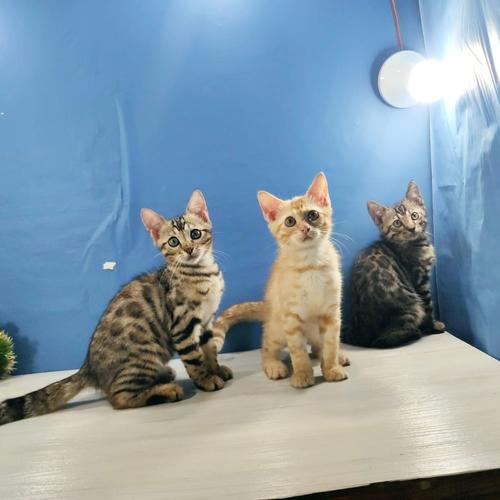 Jual kucing kitten bengal (kucing ras amerika serikat) - Kota Bekasi ...