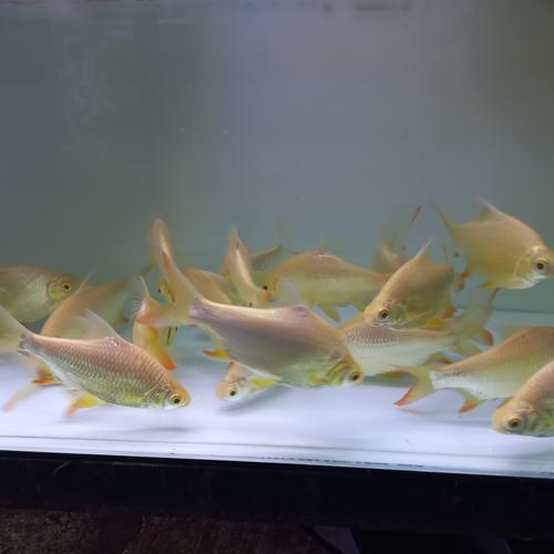 Jual ikan caviat albino tankmate arwana 15cm - Jakarta Pusat - NAEL KOI ...