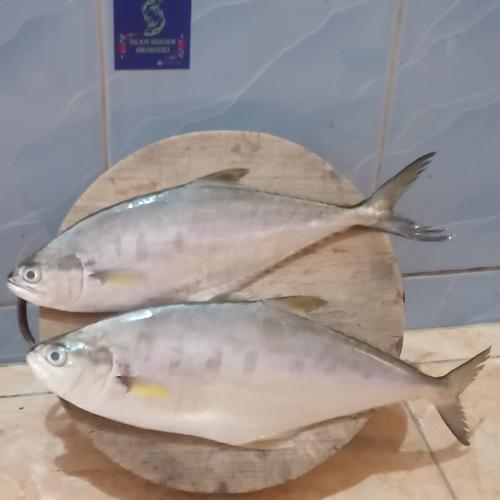 Jual Ikan Talang Talang Fresh Berkualitas 1 Kilogram - Jakarta Selatan ...