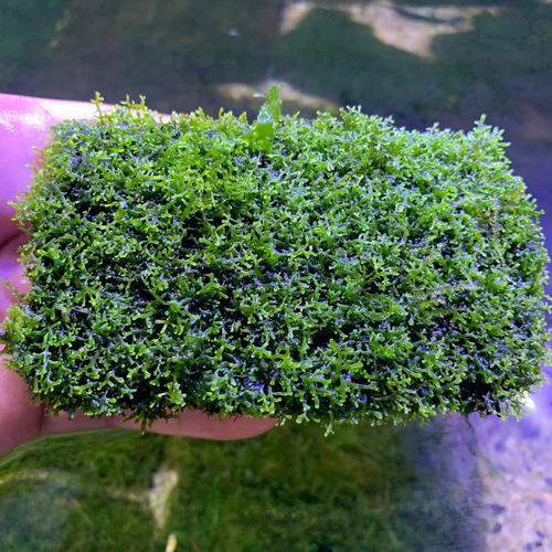 Jual Moss Ricardia Pakis aquascape | tanaman aquarium aquarium ...