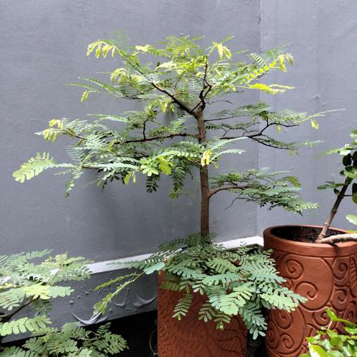 Jual Bonsai Asam Jawa Batang Lurus Kab Bekasi Bonsai Grand 2 9742
