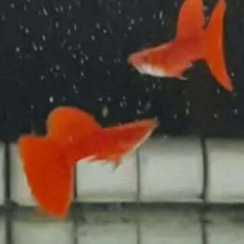 Jual Ikan Hias Guppy Guppi Gupi Albino Full Red AFR Aquascape Aquarium ...
