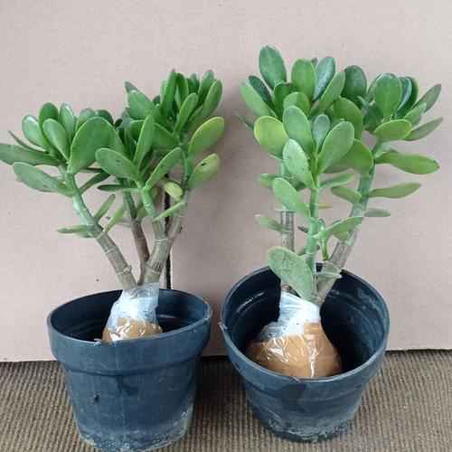 Jual TANAMAN HIAS GIOK / JADE PLANTS - Kab. Bandung Barat - Arvin ...