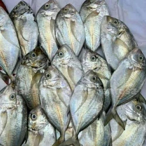 Jual Ikan Kuwe Segar Fresh 1kg, 1000 gram - 1 Kg - Kota Tangerang ...
