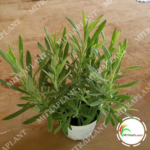 Jual Bibit Pohon Lavender Gold Creek - Tanaman Hias Bunga Lavender Asli ...