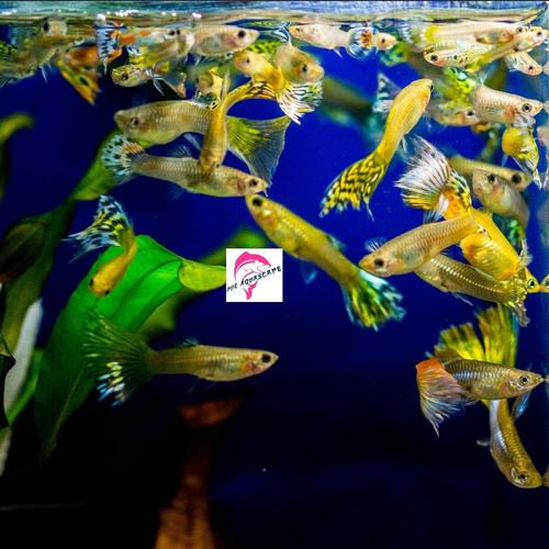 Jual ikan hias guppy female random dragon - Kota Tangerang Selatan ...