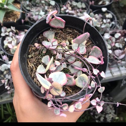 Jual tanaman string of heart variegata - Kab. Bandung Barat ...