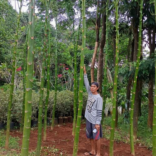 Jual pohon solobium,pakis Brazil,parahyba tinggi 4 meter - Kota Depok ...