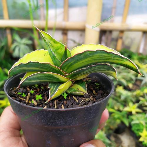 Jual sansevieria robusta dwarf Variegata - Kab. Bandung Barat - Auliya ...