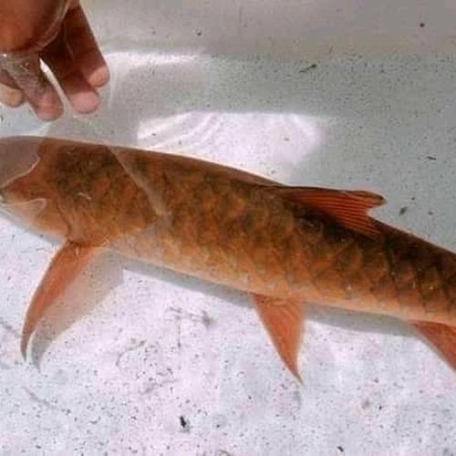 Jual ikan dewa/mahseer/kancera/tambra/semah UK 16_20 cm - Kab. Pemalang ...