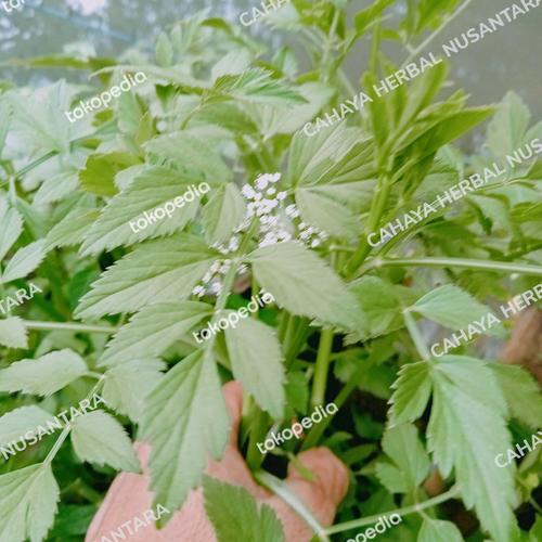 Jual Tespong Daun Tespong Seladren Segar - Kab. Bandung - CAHAYA HERBAL ...