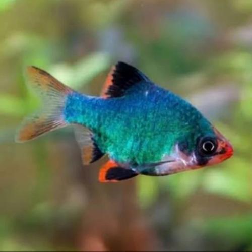 Jual Ikan Hias Green Sumatra Hijau Tiger Barb Hijau Aquascape Aquarium ...