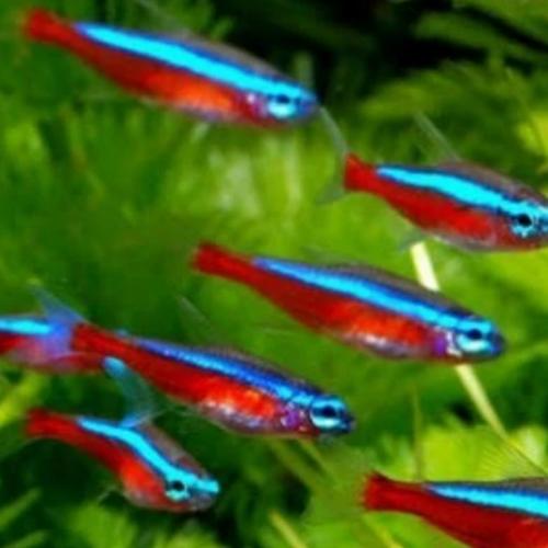 Jual Ikan Hias Neon Cardinal Neon Tetra Cardinal Aquascape Air Tawar ...