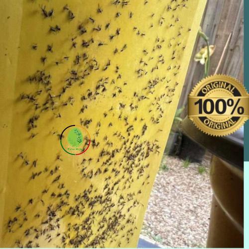 Jual Perangkap Hama terbang -Lalat Serangga Super lengket hama buah ...
