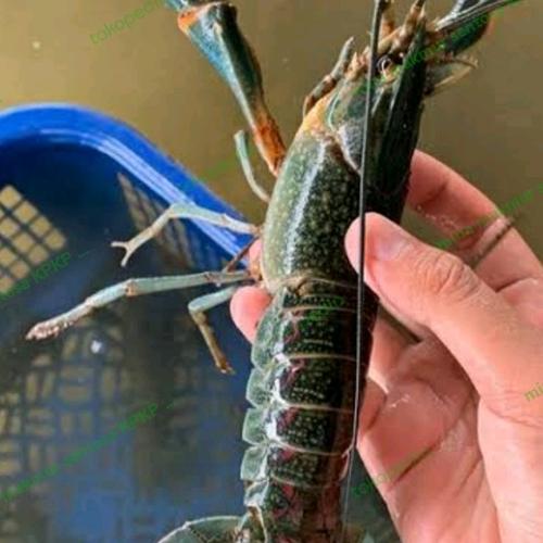 Jual paket bibit/calon indukan lobster air tawar isi 5 ekor uk : 3in up ...