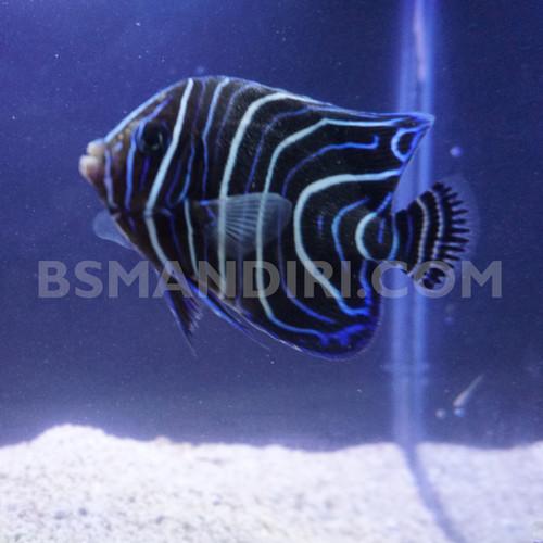 Jual Blustonr Koran / Blue Koran Angelfish juvenile - Ikan Hias Laut ...