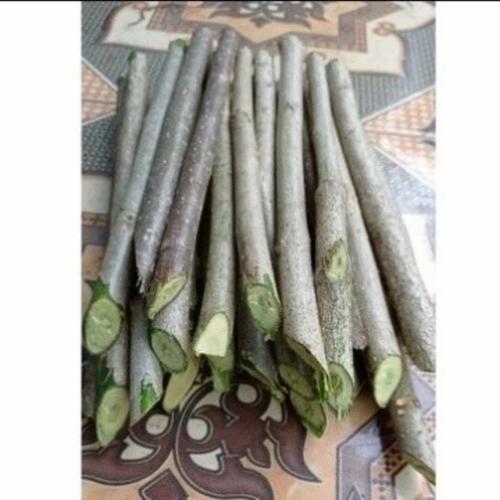 Jual Bibit stek reside,Gamal,kalikriya,bibit pohon herbal,untuk ...
