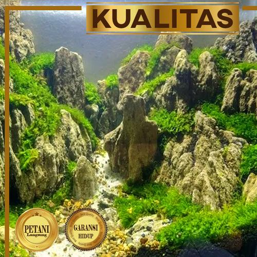 Jual Batu Pasir Stone Aquascape Hiasan Aquarium Tanaman Air Ikan Hias ...