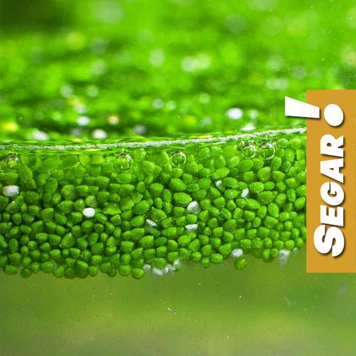 Jual Wolfia Tanaman Air Apung Aquascape Hiasan Aquarium Kolam Ikan Hias ...