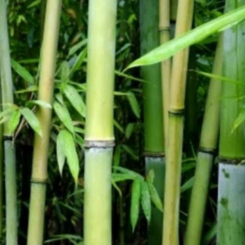 Jual bambu buluh,bambu wuluh,untuk kerajinan,turus tanaman,tongkat ...