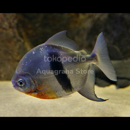 Jual Ikan Myleus Schomburgkii Wide Bar Silver Dollar Tankmate - Jakarta ...