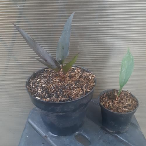 Jual anthurium paketan ( obor pucuk merah dan black dragons ) - Kota ...