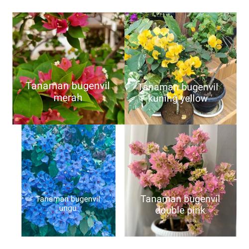 Jual Tanaman hias paket 4 tanaman bugenvil macam jenis bunganya - Kab ...