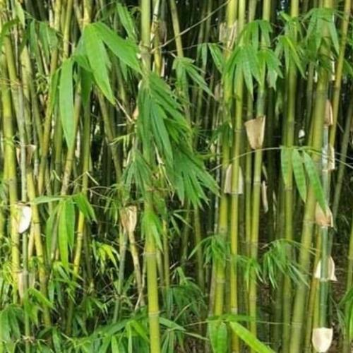 Jual bambu wuluh,bambu buluh,untuk kerajinan,turus tanaman,tongkat ...