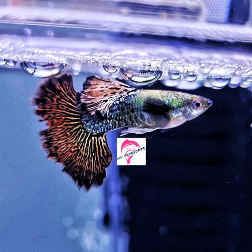 Jual ikan hias guppy Red Dragon Half-moon - Kota Tangerang Selatan ...