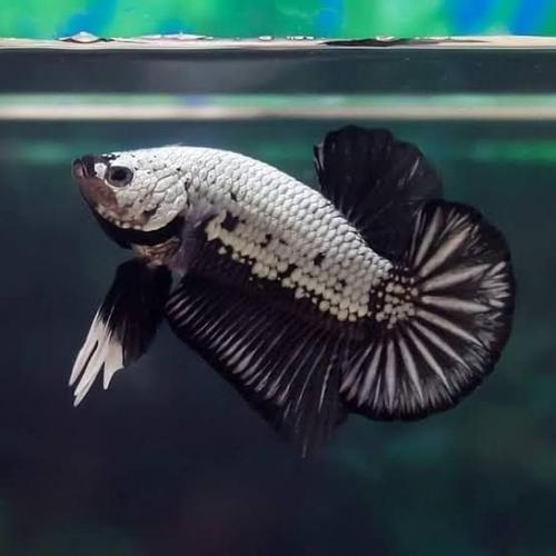 Jual Ikan Cupang Black Samurai Male - Jakarta Barat - WYCstore | Tokopedia