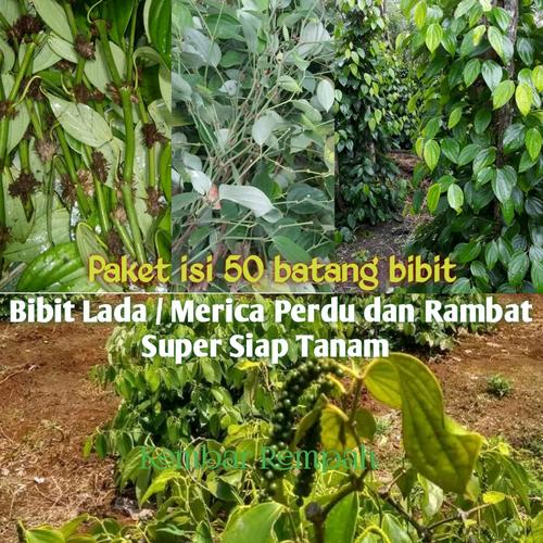 Jual bibit stek cutting lada merica (50 batang) - 50 lada perdu - Kab ...