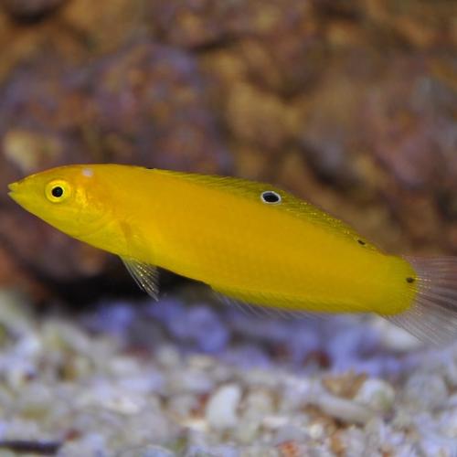 Jual Keling Kuning / Twospot Hogfish - Ikan Hias LAut - Kota Denpasar ...