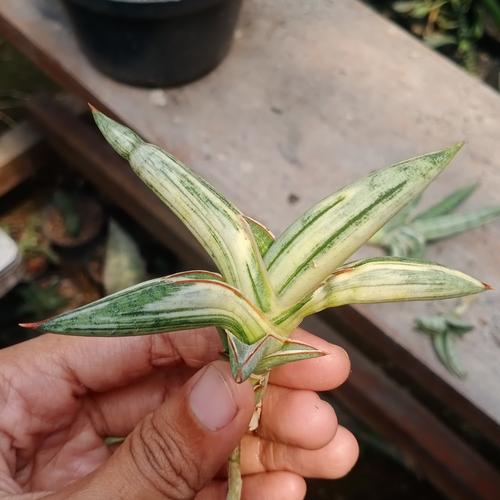 Promo Sansevieria blue clone varigata putih | sansivera variegata ...
