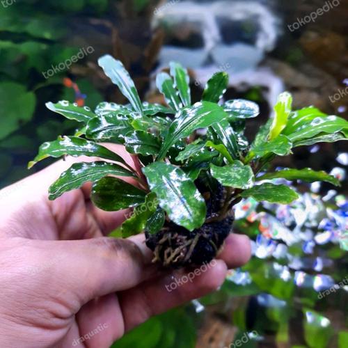 Jual WABIKUSA MOSS BUCEPHALANDRA | TANAMAN AQUARIUM AQUASCAPE Mos Buce ...
