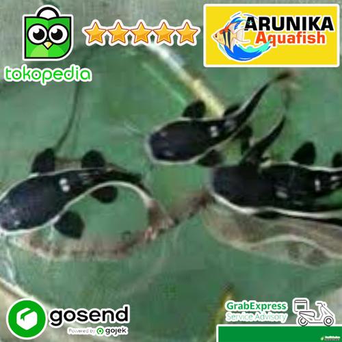 Jual ikan RTC Kecil - Kota Bandung - Arunika Aquafish | Tokopedia Jual ikan RTC Kecil - Kota Bandung - Arunika Aquafish | Tokopedia