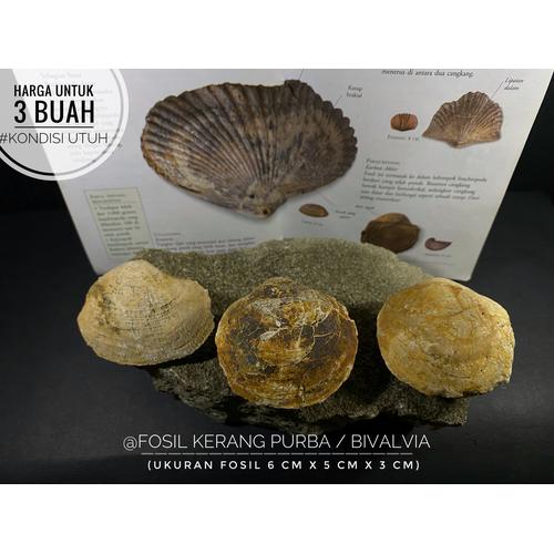 Jual Fosil Kerang Purba Temuan A34 atau Fosil Kijing atau Fossil ...